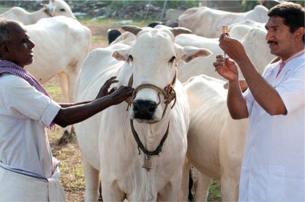 Analytical Testing Services – NDDB Calf